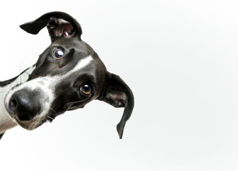 Benefits of Seatown Pharmacy - Seatown Veterinary in Seattle